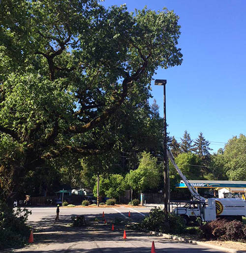 Tree Service, Removal and Trimming in Santa Cruz, CA