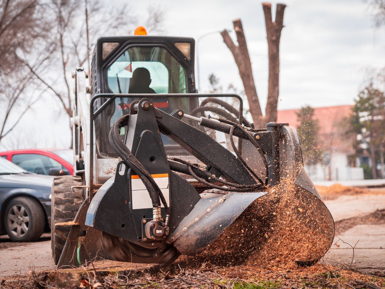 Tree Stump Removal Services Santa Cruz, CA | Christianson Tree Experts